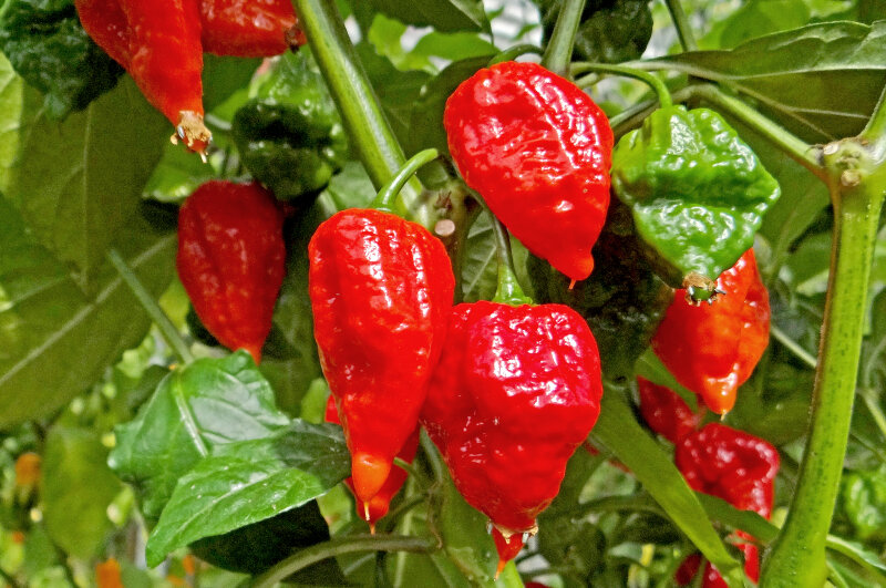 Homepage [www.boga.ruhr-uni-bochum.de]